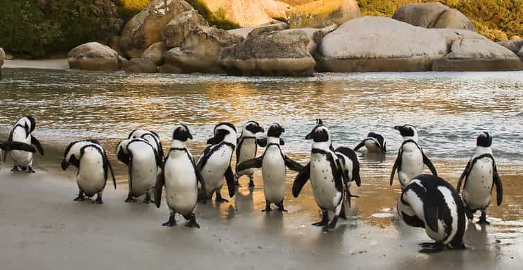 Table Mountain, Boulders Penguins & Cape point Private Tour | GetYourGuide