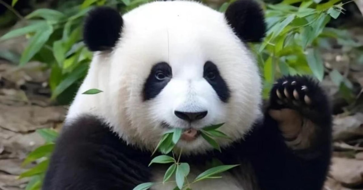 Chengdu: Giant Panda Base, Sanxingdui Museum, and Opera Tour | GetYourGuide
