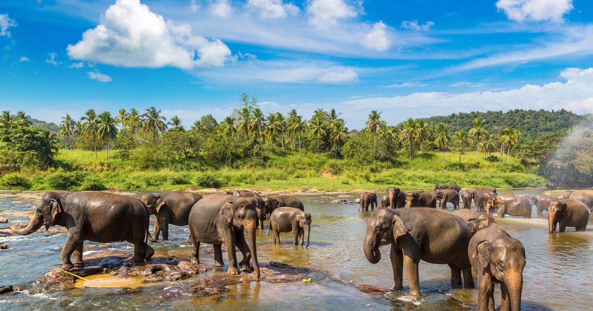 Kandy: Sightseeing City Tour and Pinnawala day Tour | GetYourGuide