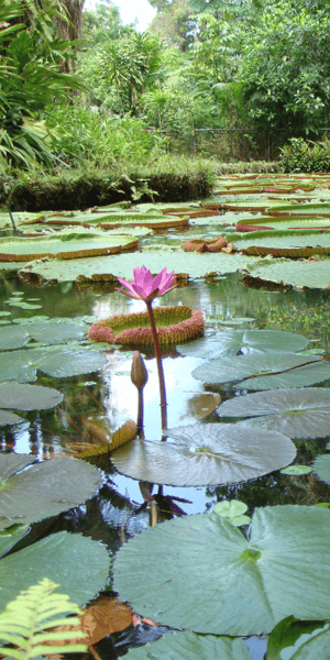 Manaus: Full-Day Tour on the Amazon River | GetYourGuide