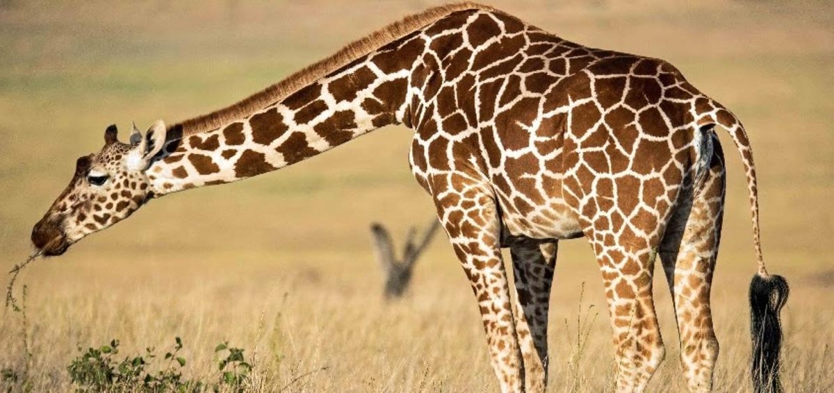 Arusha: National Park Day Trip with Hotel Pickup | GetYourGuide