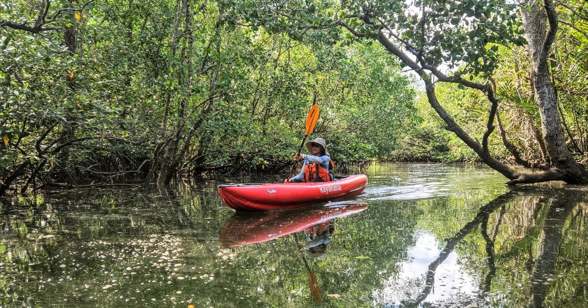 Bohol: SUSTAINABLE Mangrove Tunnels & Firefly Kayaking trail | GetYourGuide
