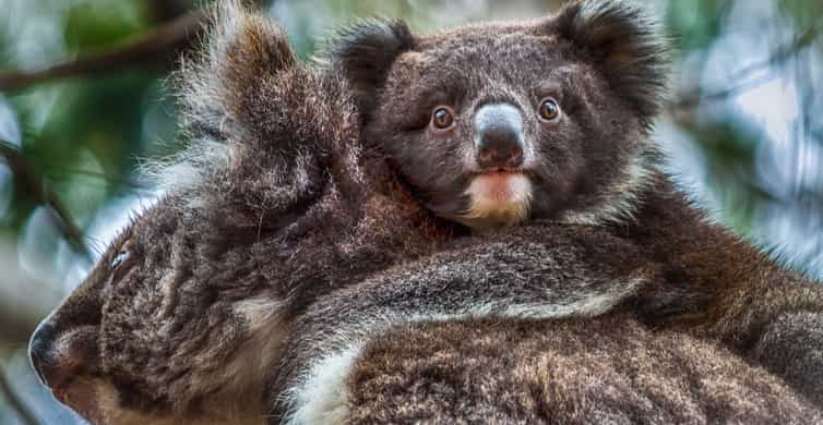 Wyspa Kangura: Wycieczka krajobrazowa, przyroda i dzika przyroda ...