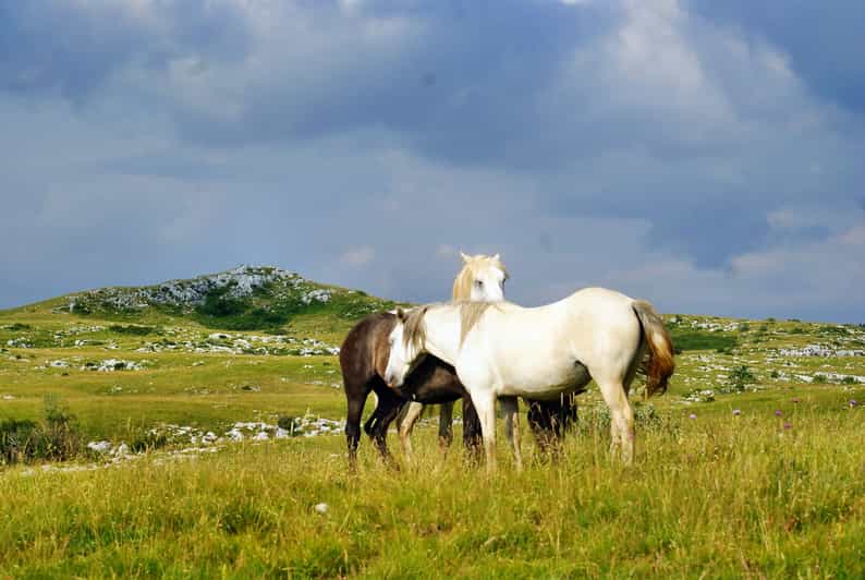 Horse riding tour to St. Elia Monastery | GetYourGuide