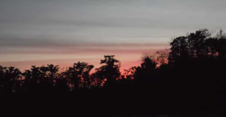 Manaus: Amazon Jungle Tour with Alligator Night Watch | GetYourGuide