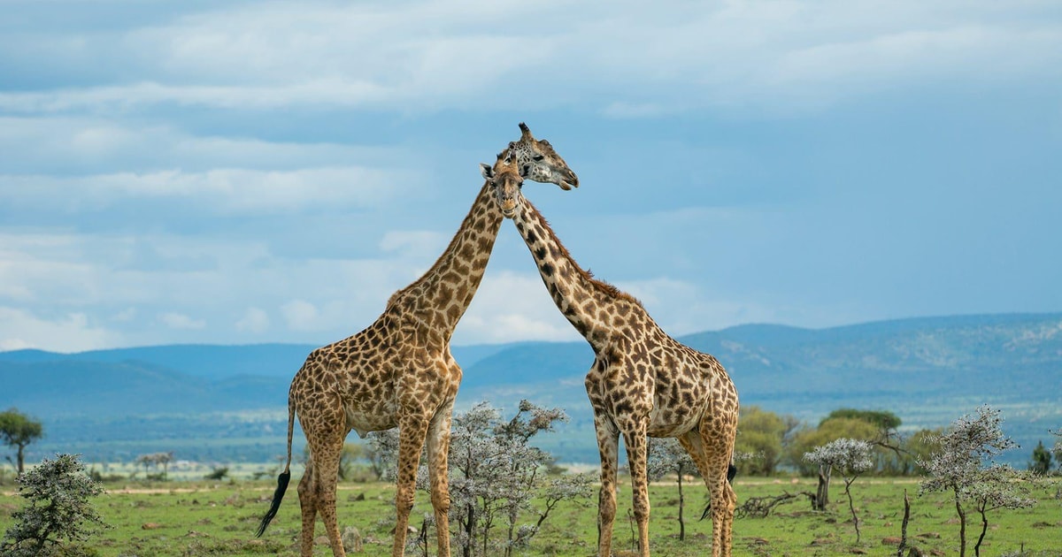 Excursión al Centro de las Jirafas desde Nairobi | GetYourGuide