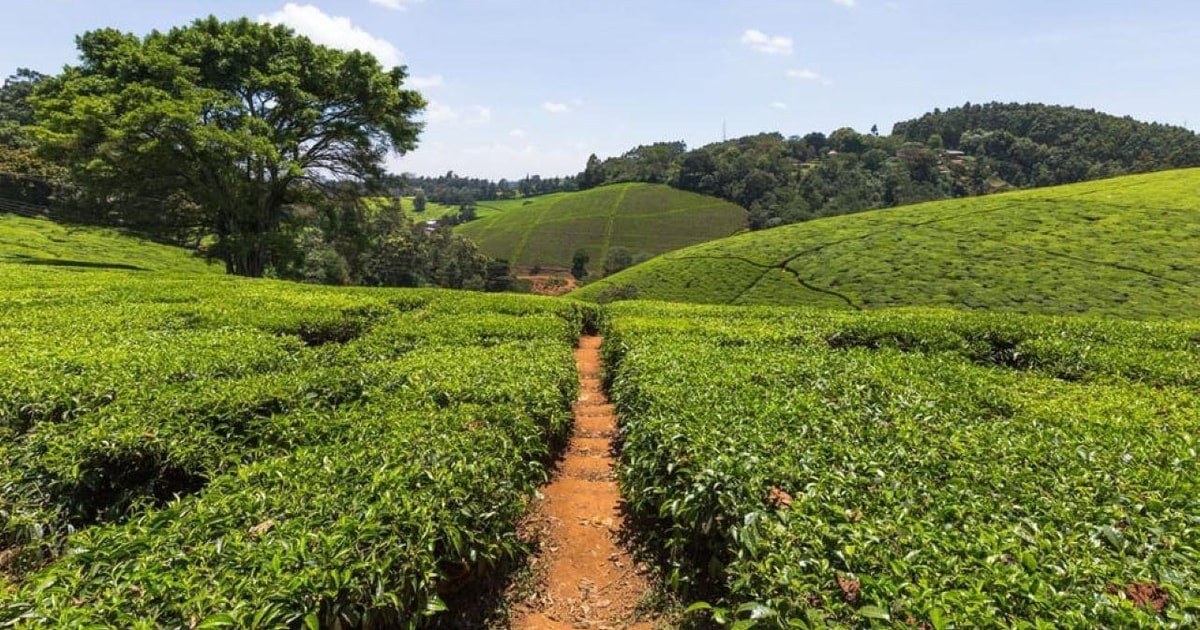 Full Day Kiambethu Tea Farm Tour | GetYourGuide