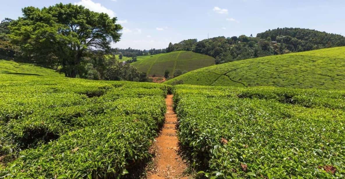 Tea Farm From Nairobi (Kiambethu) | GetYourGuide