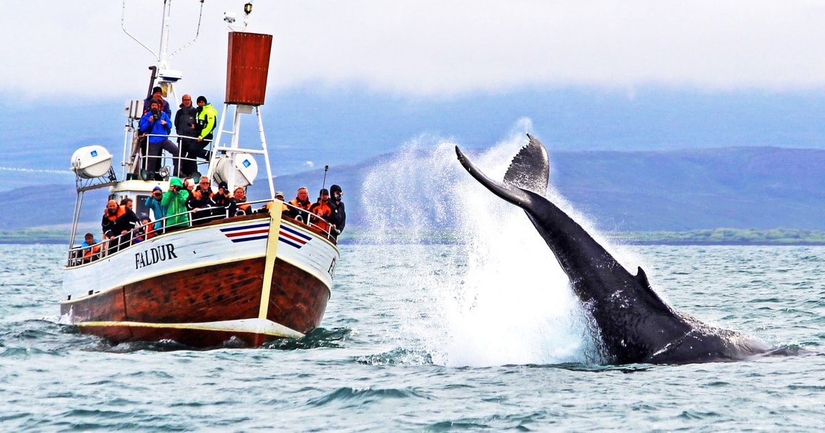 Vanuit Húsavík: Traditionele walvissafari | GetYourGuide
