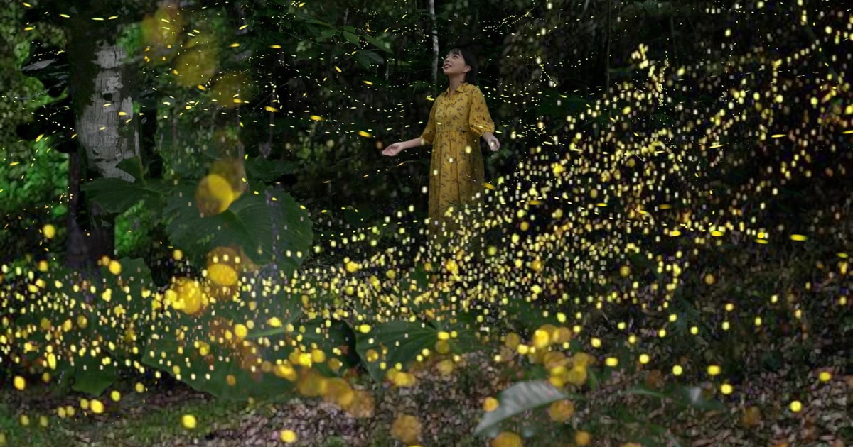 Ishigaki Island: Yaeyamahime Firefly Viewing Tour | GetYourGuide