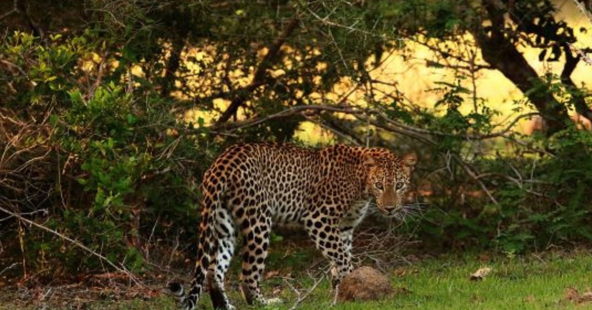 Parcul Național Wilpattu: Safari de dimineață sau de seară cu leoparzi ...