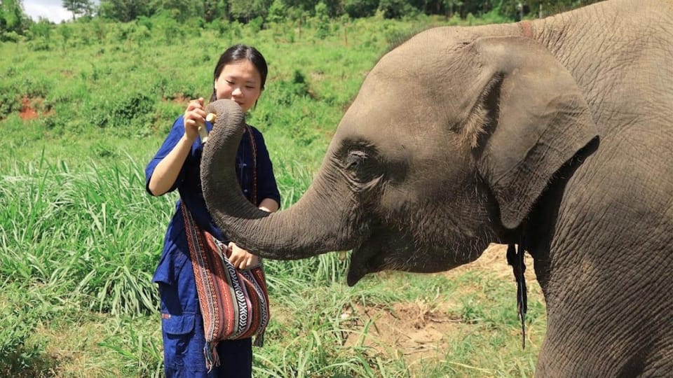 Chiang Mai: Elephant Sanctuary Interactive Tour | GetYourGuide