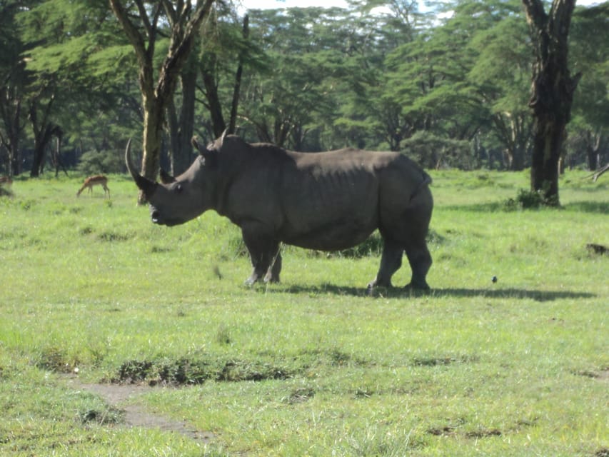 Parque Nacional del Lago Nakuru: Excursión de día completo | GetYourGuide