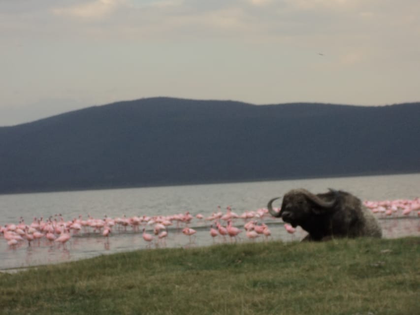 Parque Nacional del Lago Nakuru: Excursión de día completo | GetYourGuide