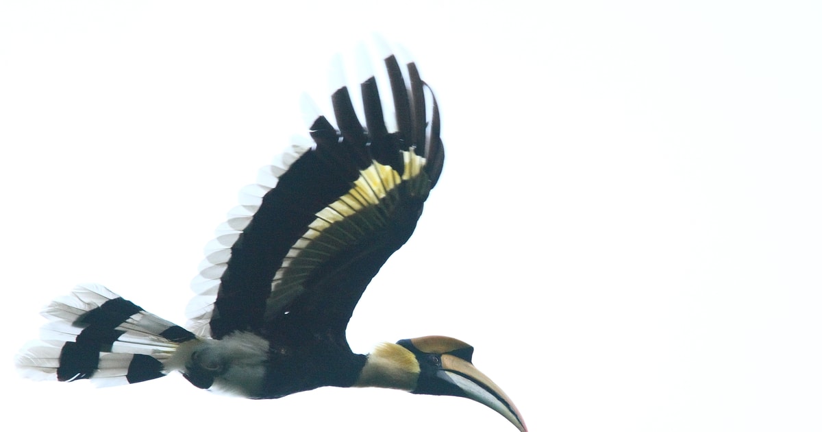 Half-Day Birdwatching Tour from Langkawi | GetYourGuide