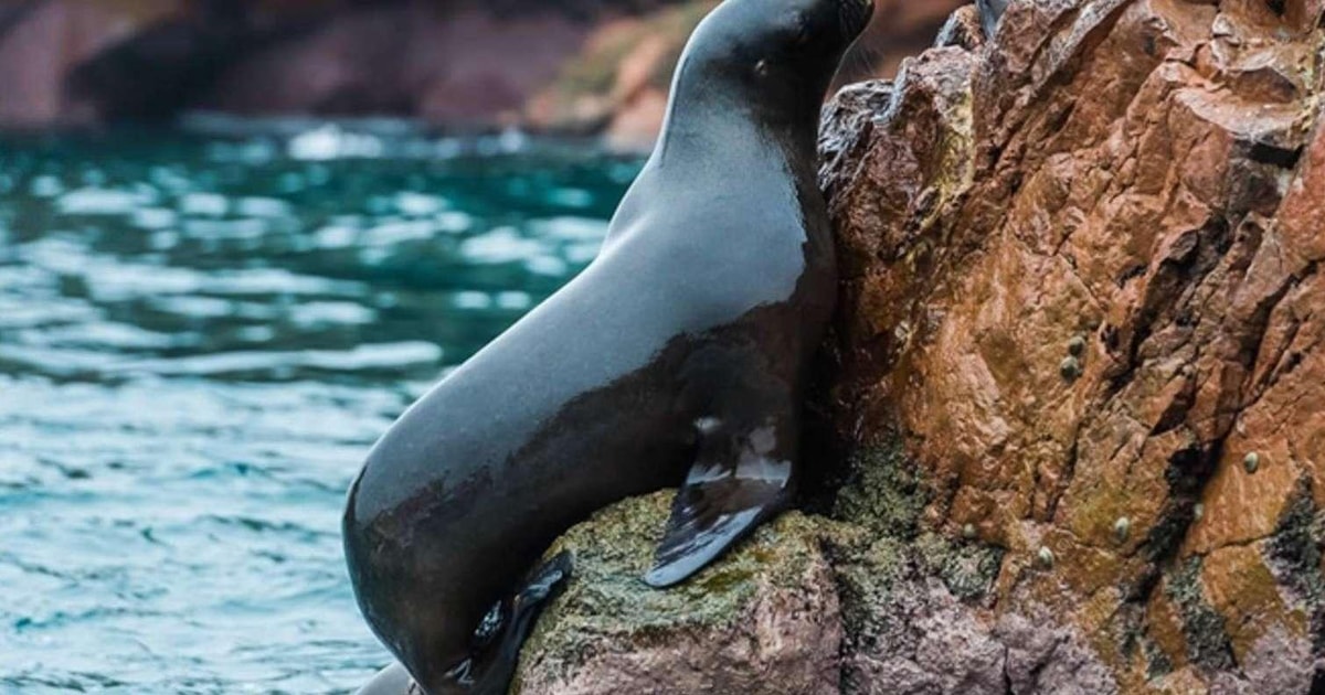 From Paracas: Guided boat tour of the Ballestas Islands | GetYourGuide