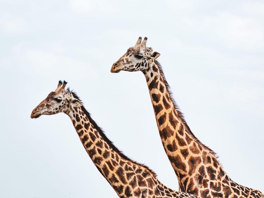 Karen Blixen, Kobe Beads, Giraffe Center & Bomas Day Tour | GetYourGuide