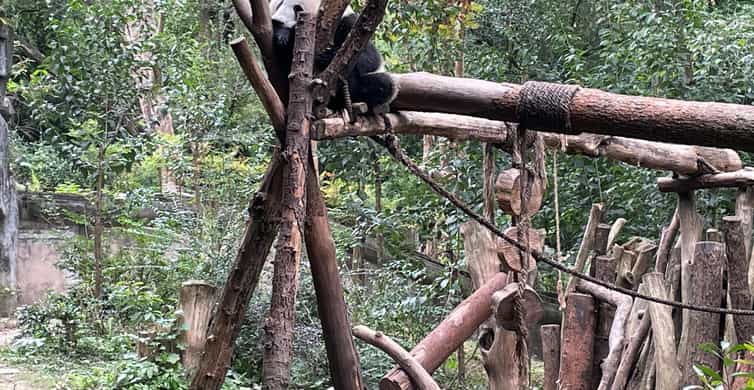 One-day tour to Dujiangyan Panda Valley. | GetYourGuide