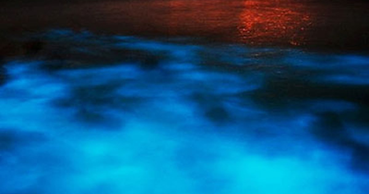 Montego Bay: Tour nocturno en barco por la Laguna Luminosa | GetYourGuide