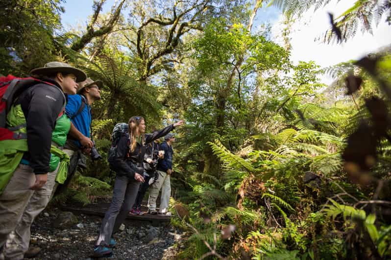 Milford Sound: Half-Day Guided Milford Track Walk | GetYourGuide