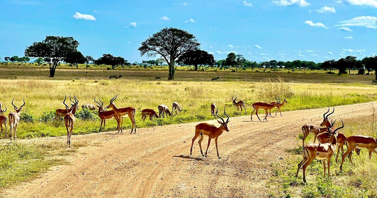Unforgetable Mikumi National Park | GetYourGuide