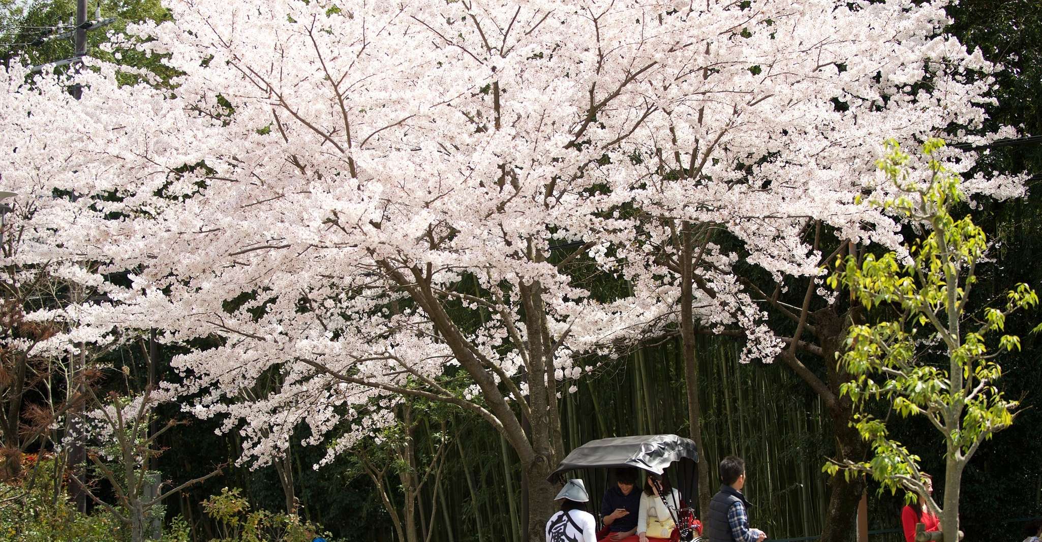 Kyoto, Arashiyama Customized Rickshaw Tour & Bamboo Forest | Private ...