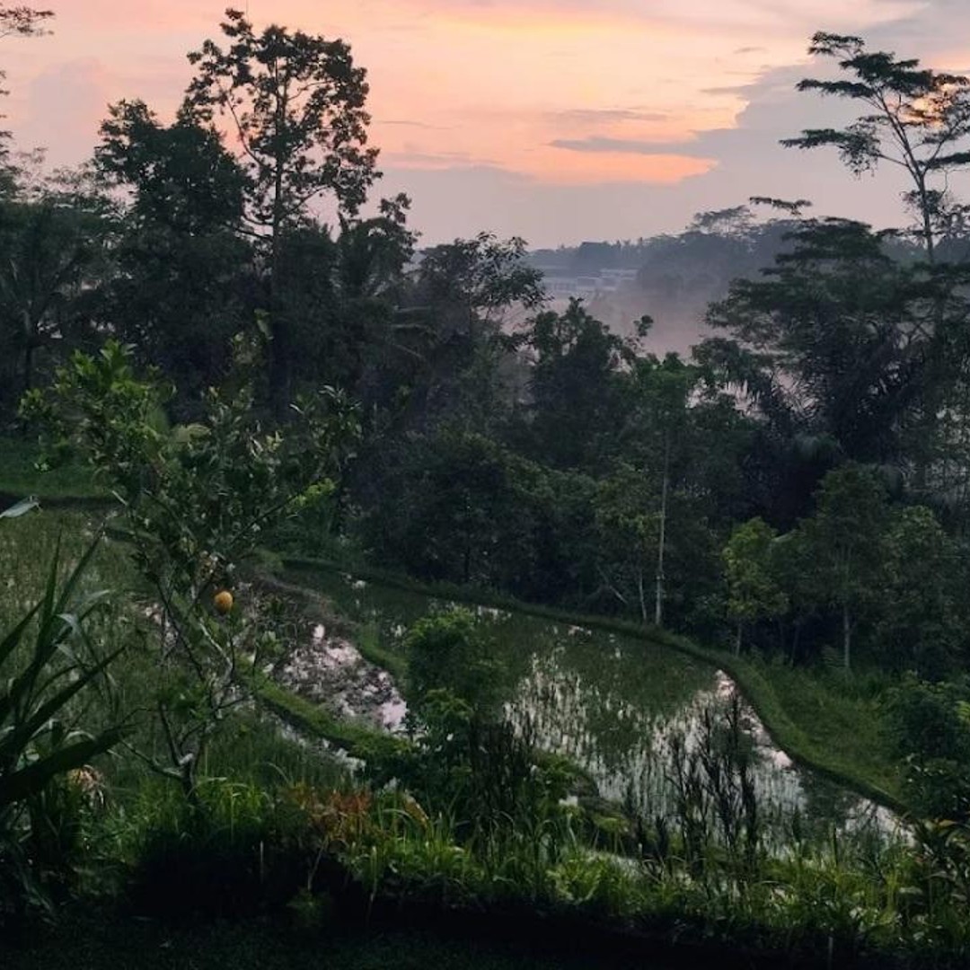 From Ubud: Evening Firefly Tour in Taro Village | GetYourGuide