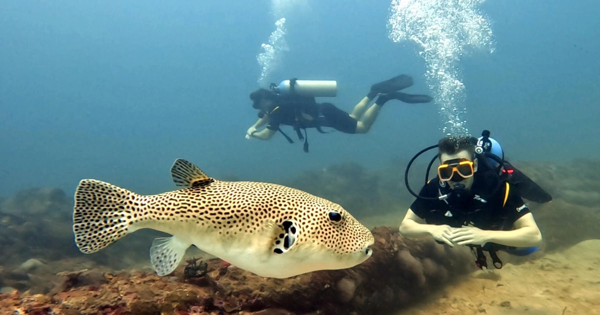 Trincomalee: Scuba Diving 2 drives for Certified Divers | GetYourGuide