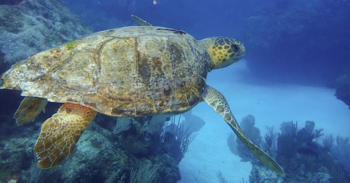 Tulum: Reef Snorkel Tour | GetYourGuide