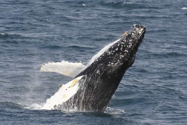 Akureyri: 3-Hour Classic Whale Watching Tour | GetYourGuide