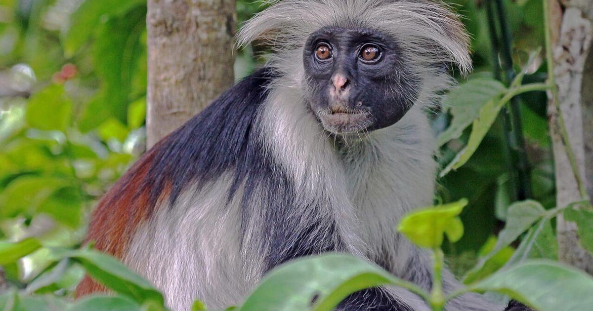 Sansibar: Jozani-Wald, Prison Island und Gewürzfarm-Tour | GetYourGuide