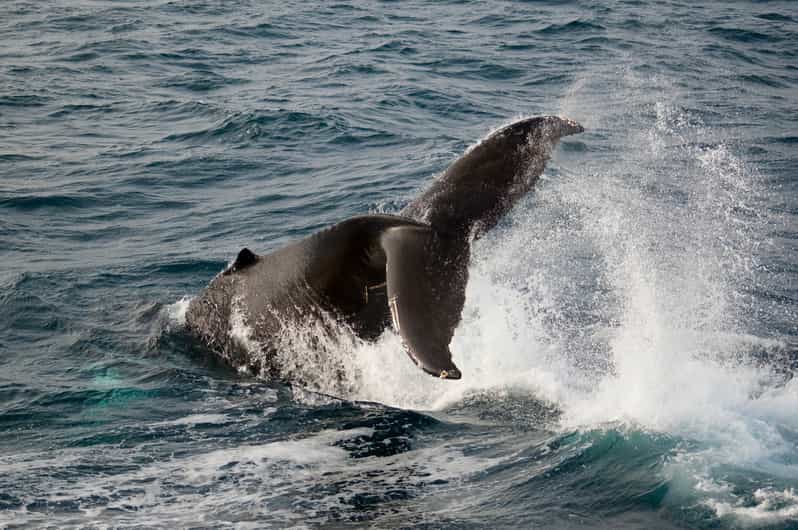 Akureyri: 3-Hour Classic Whale Watching Tour | GetYourGuide