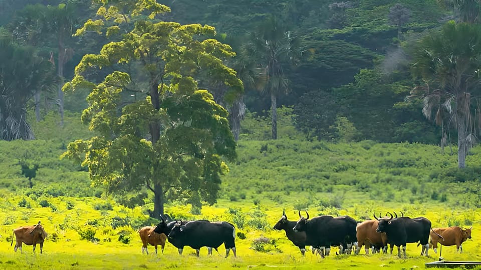 The Authentic Sunset Of Baluran National Park Banyuwangi | GetYourGuide