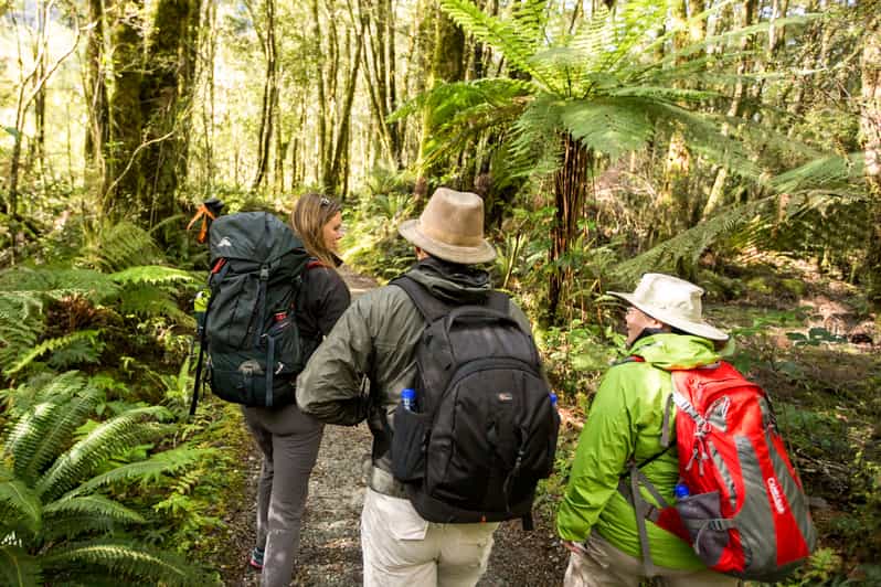 Milford Track: Full Day Guided Hike and Nature Cruise | GetYourGuide