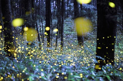 From Ubud: Evening Firefly Tour in Taro Village | GetYourGuide