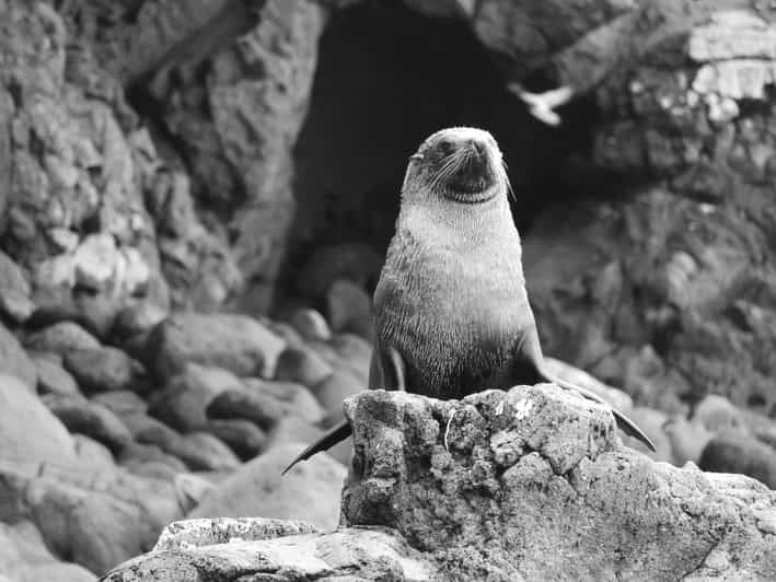 Moutohora (Whale) Island Sanctuary Tour from Whakatane | GetYourGuide