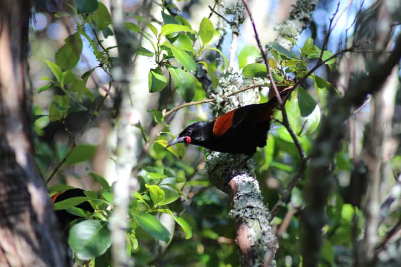 Moutohora (Whale) Island Sanctuary Tour from Whakatane | GetYourGuide