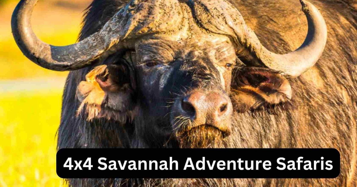 Victoria Falls: 4x4 Savannah Adventures Safaris | GetYourGuide