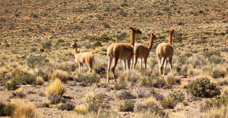 Salta: Quebrada de Humahuaca and Purmamarca Day Trip | GetYourGuide