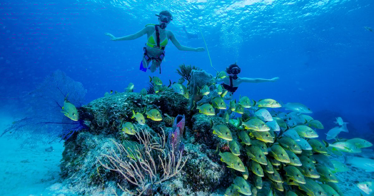Buceo con SNUBA en Pelican Rock en Cabo San Lucas | GetYourGuide