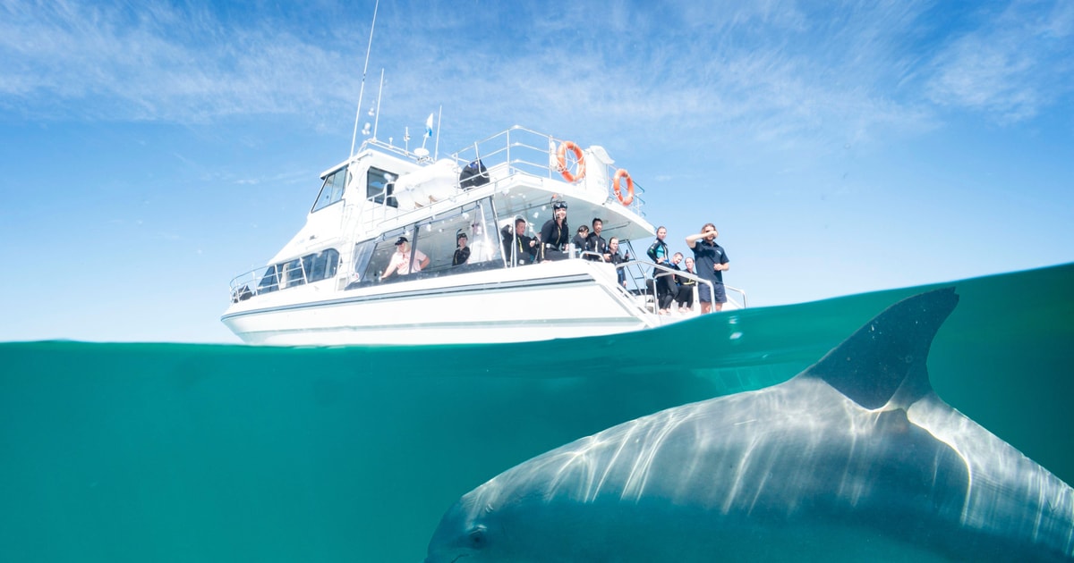 Perth: Swim with Wild Dolphins Tour | GetYourGuide