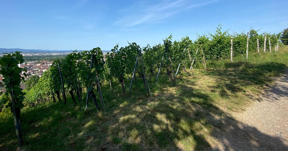 Ruta del Pinot Noir y el Vino de Pinot a Baden-Württemberg | GetYourGuide
