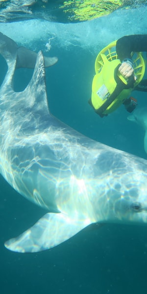 Perth: Swim with Wild Dolphins Tour | GetYourGuide