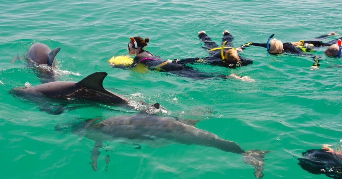 Perth: Swim with Wild Dolphins Tour | GetYourGuide