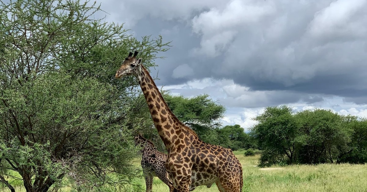Arusha: Arusha National Park Safari | GetYourGuide