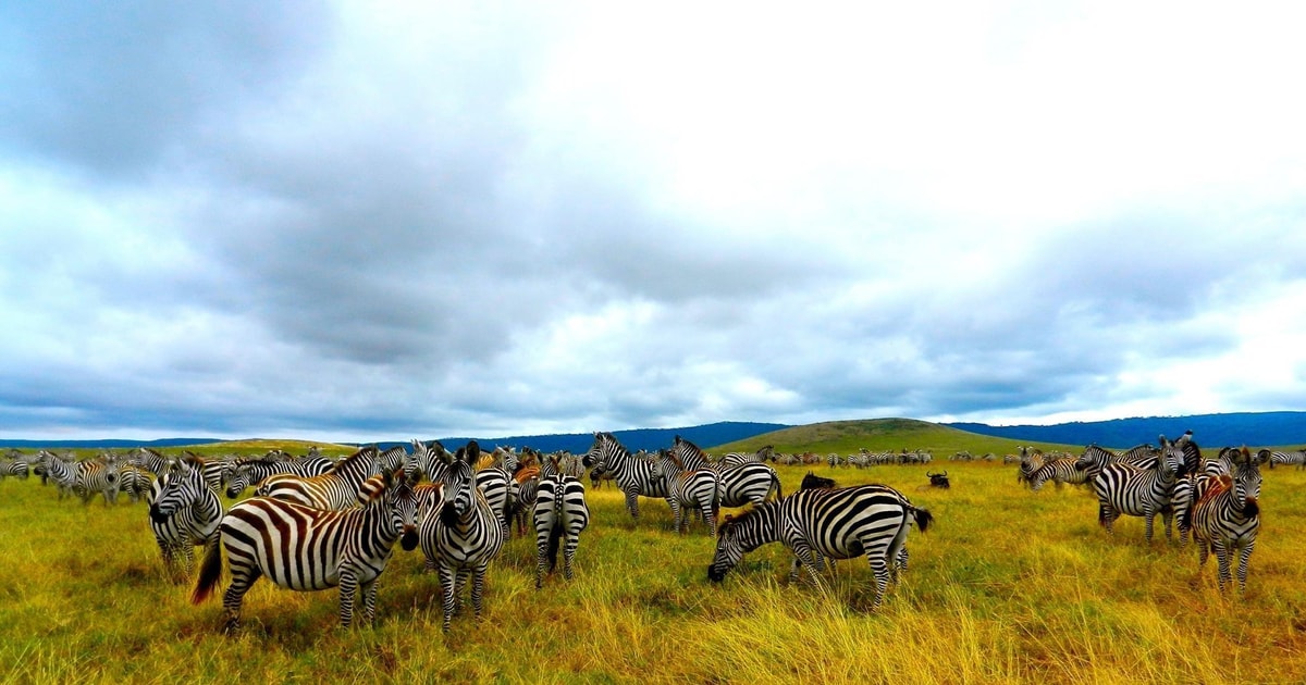 Arusza: 2-dniowe safari Arusza i Ngorongoro | GetYourGuide