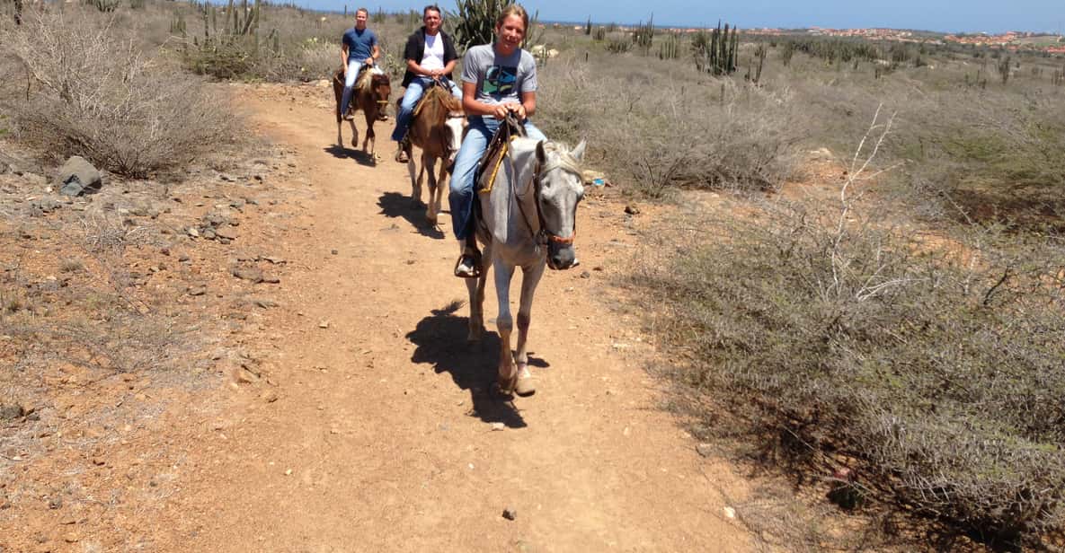 Aruba: 2,5 Hour Horseback Ride for Advanced Riders | GetYourGuide