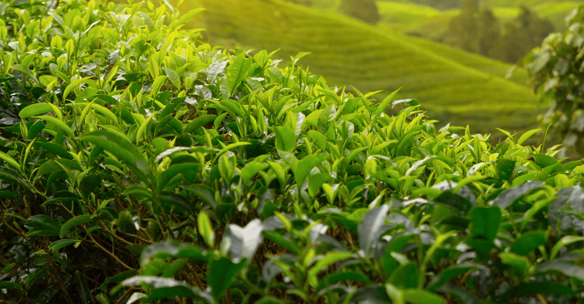 Chiang Mai: White Temple, Tea Plantation, Waterfall Day-Tour | GetYourGuide