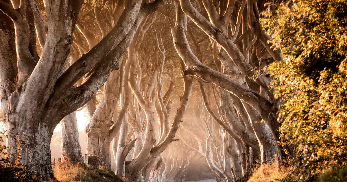 Belfast: Causeway + Game of Thrones Tour + 1-Day City Tour | GetYourGuide