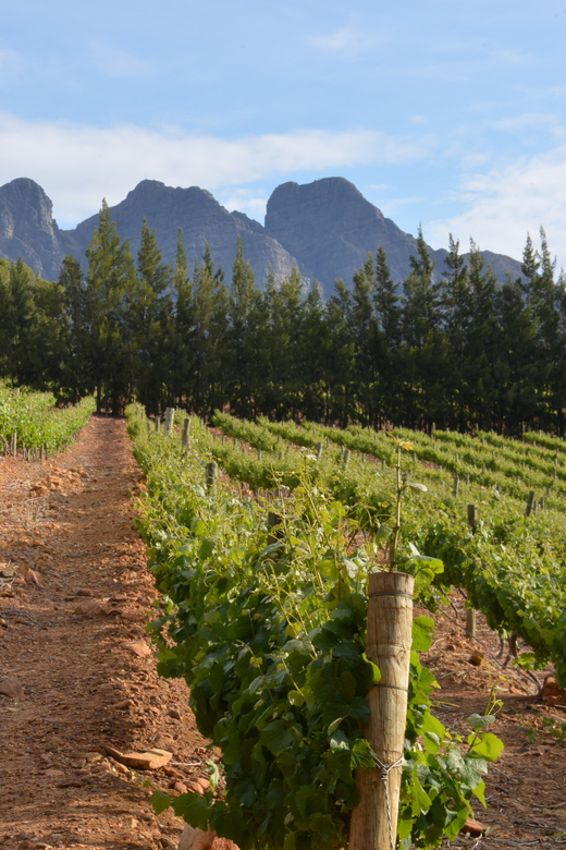 From Cape Town: Winelands Full Day Tour and Wine Tasting | GetYourGuide